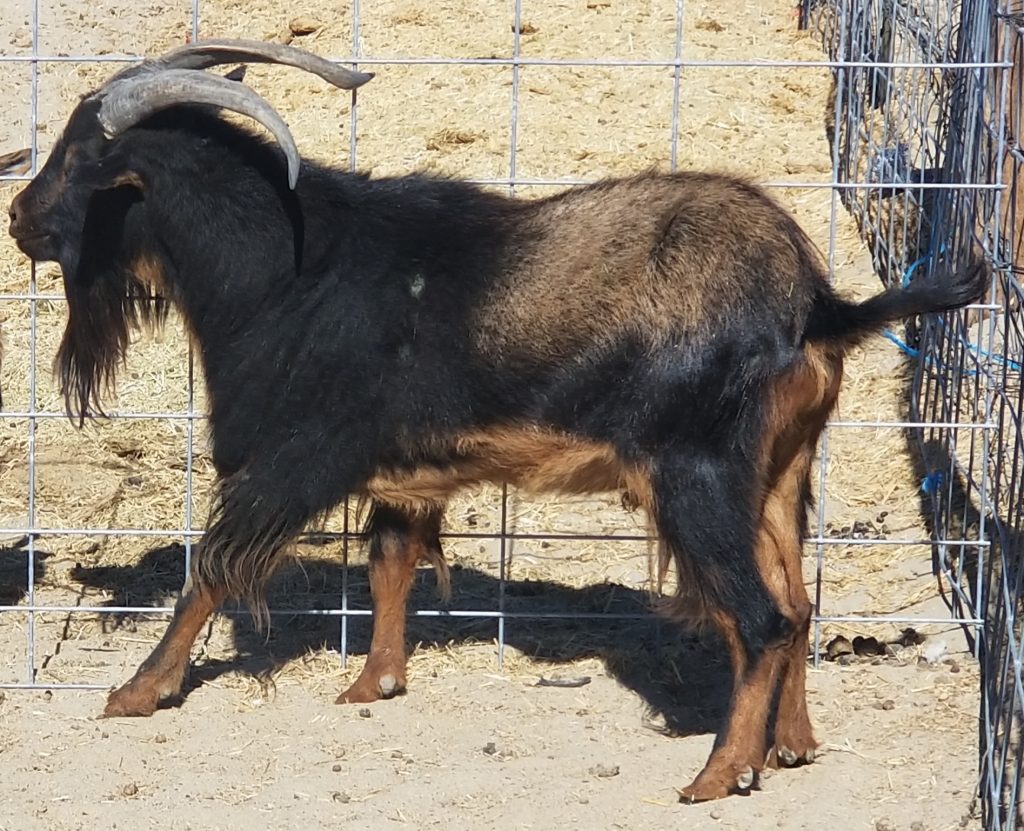 Causes of Hair Loss in Goats - Goat Journal
